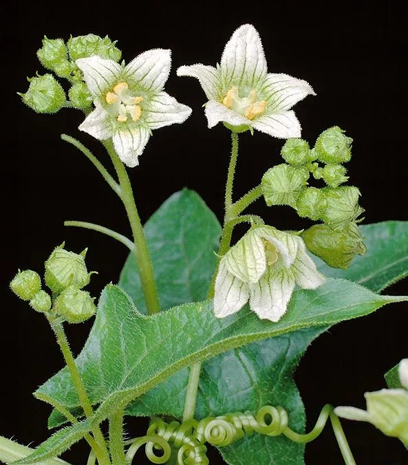 [11월3일 탄생화] 브리오니아