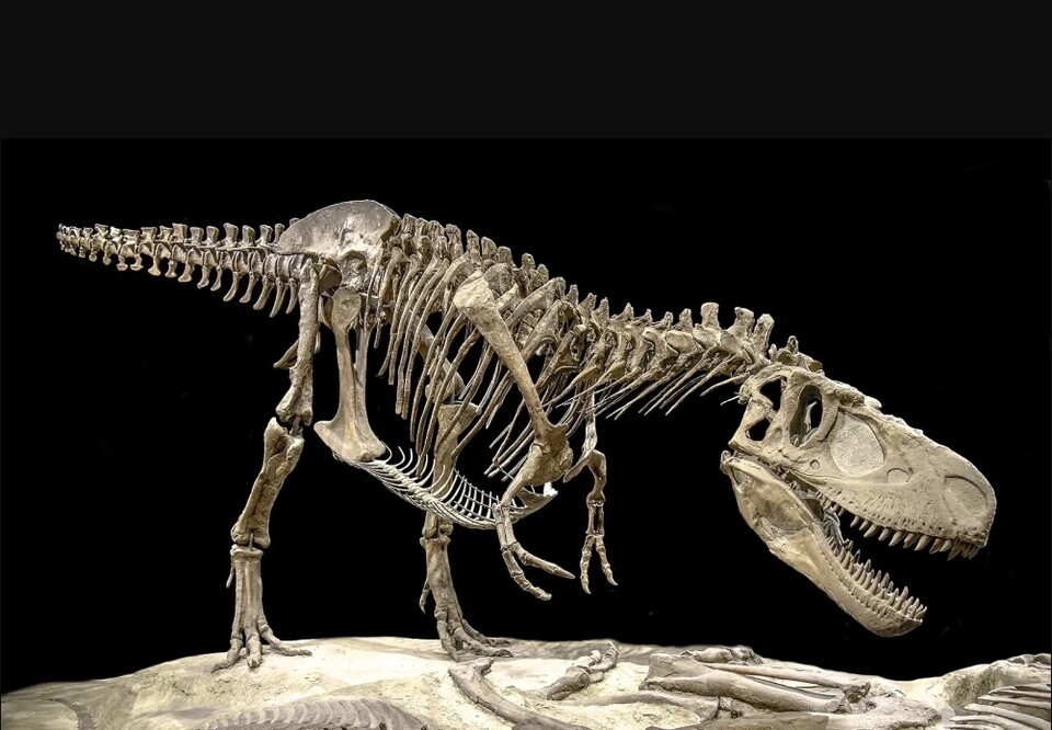 공룡중에 워싱턴 주의 공식 상징이 된 'Suciasaurus rex'